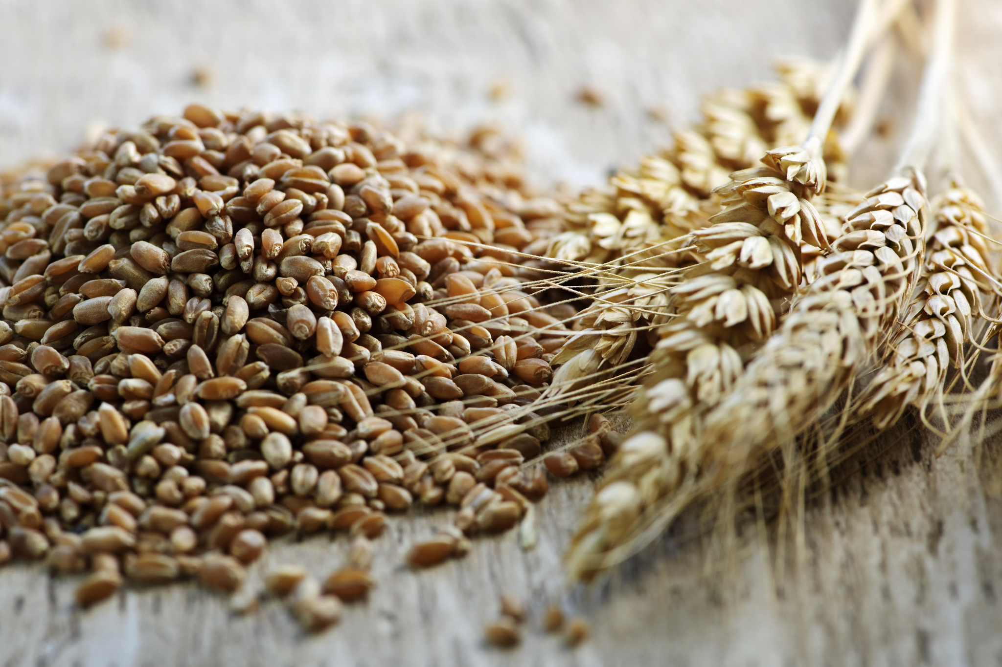 whole wheat examples